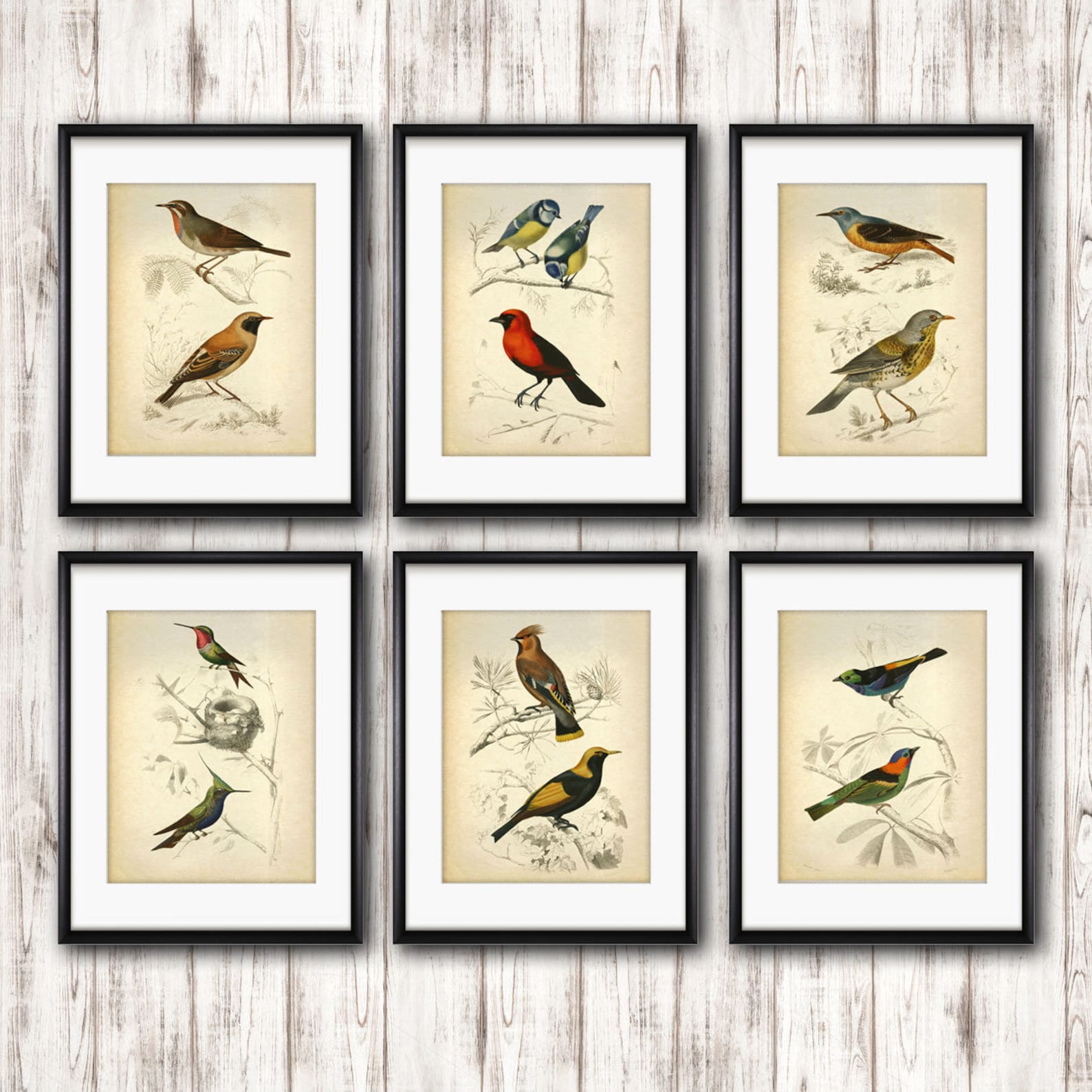 Bird Vintage Prints Set of 6 Bird Posters Ornithology | Etsy