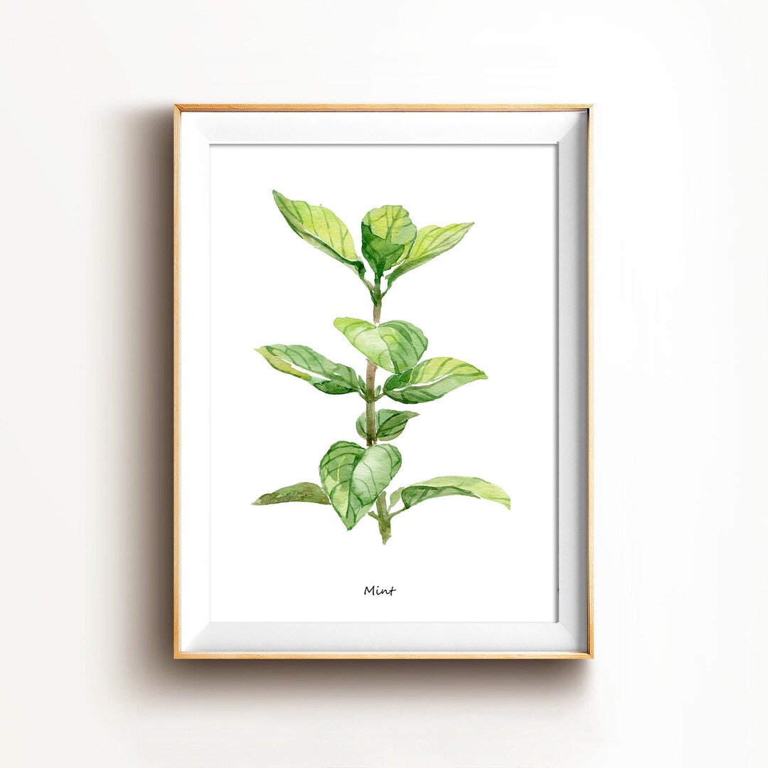 Mint Watercolor Poster, Watercolor Spices Kitchen Print, Botanical ...