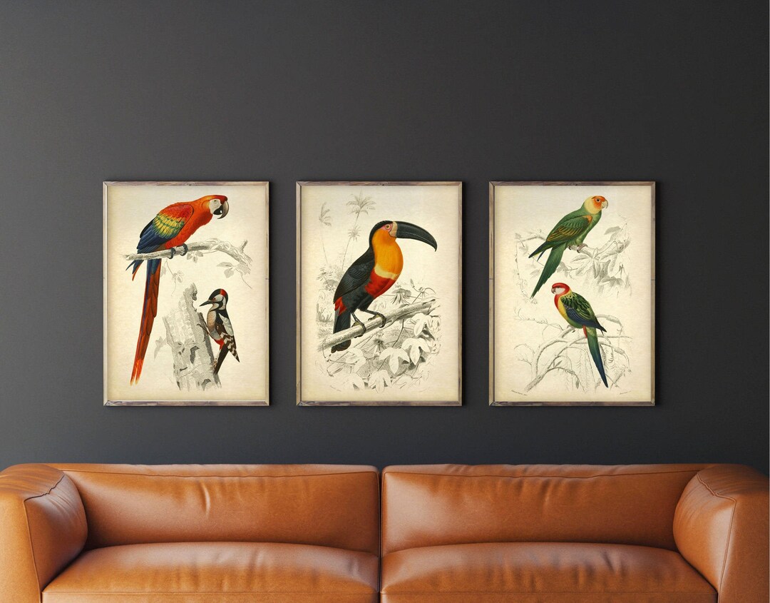 Tropical Birds - Set of 3 Vintage Bird Posters, Toucan, Parrot, Macaw ...
