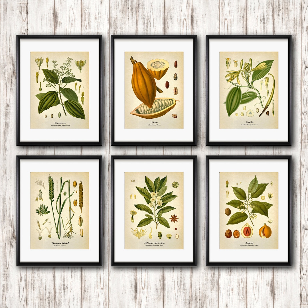 Botanical Art - Set of 6 Vintage Botanical Prints, Kitchen Wall Decor ...