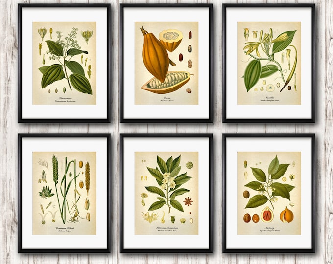 Botanical Art - Set of 6 Vintage Botanical Prints, Kitchen Wall Decor ...