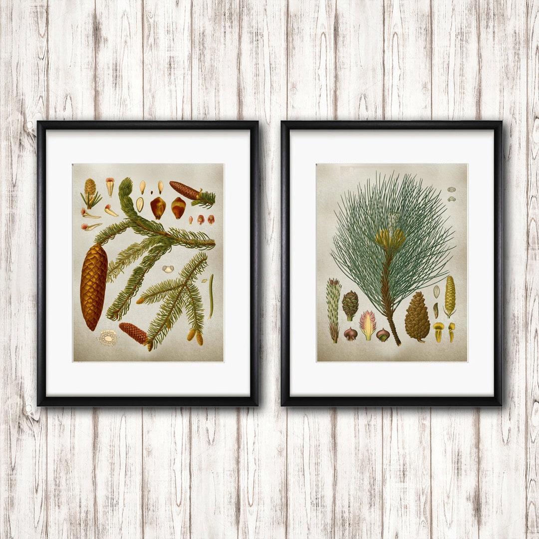 Vintage Pine Tree Botanical Prints, Set of 2, Home & Office Decor - Etsy