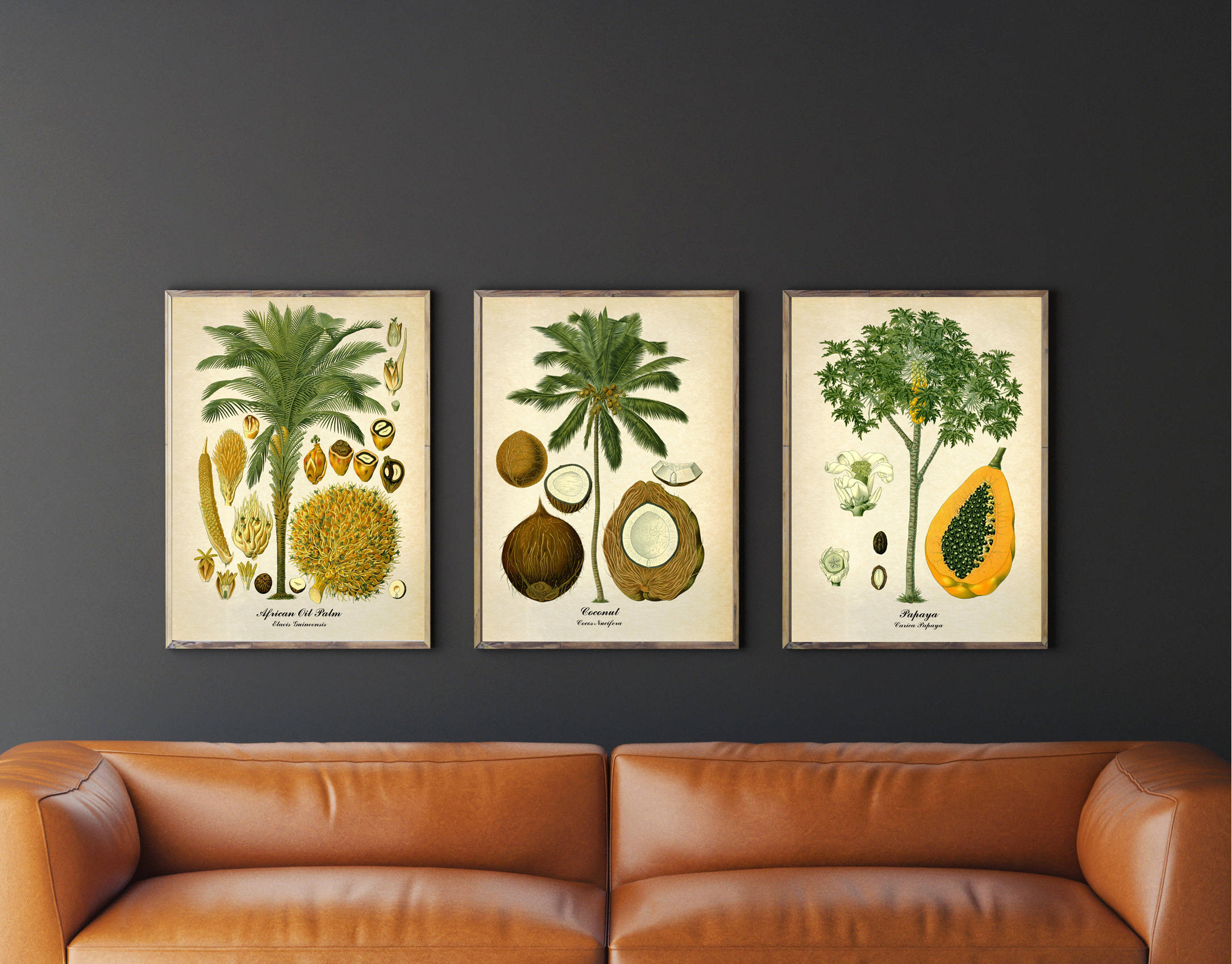 Set of 3 vintage botanical posters Palm Coconut Papaya Tree | Etsy