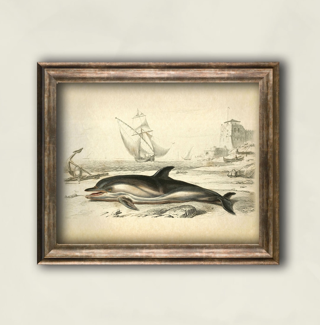 Vintage Dolphin Art Print, Antique Zoology Marine Wall Decor - Etsy
