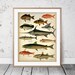 Fishing Vintage Print, Fish Species Art Poster, Ocean Fish Antique ...