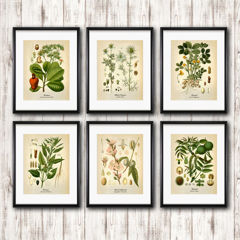 Botanical Art Set of 6 Vintage Botanical Posters Kitchen - Etsy