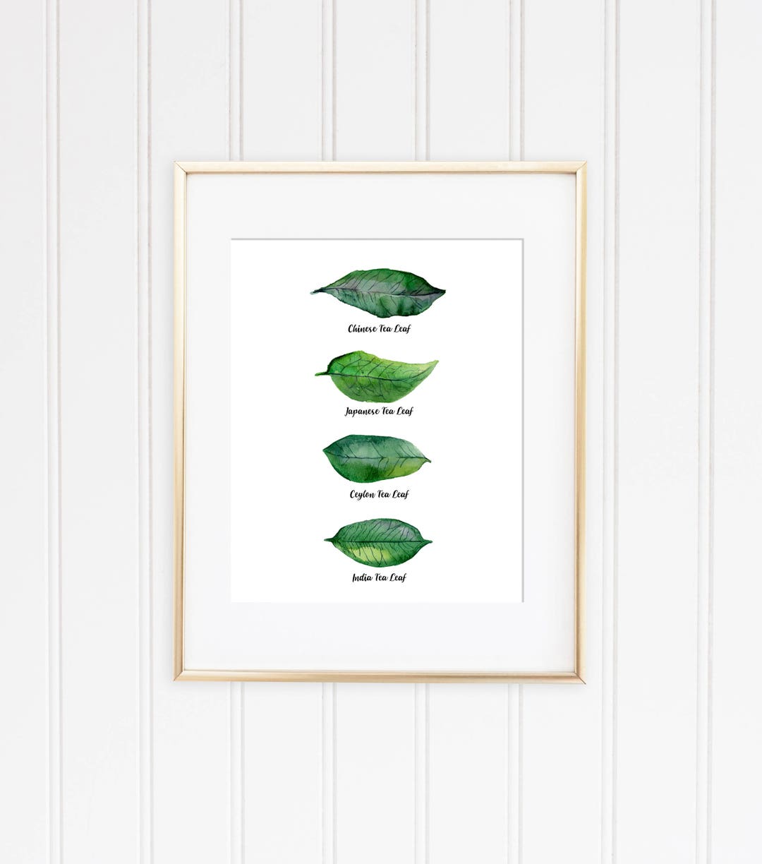 Tea Leaves Watercolor Botanical Illustration, Tea Plant Types Kitchen ...