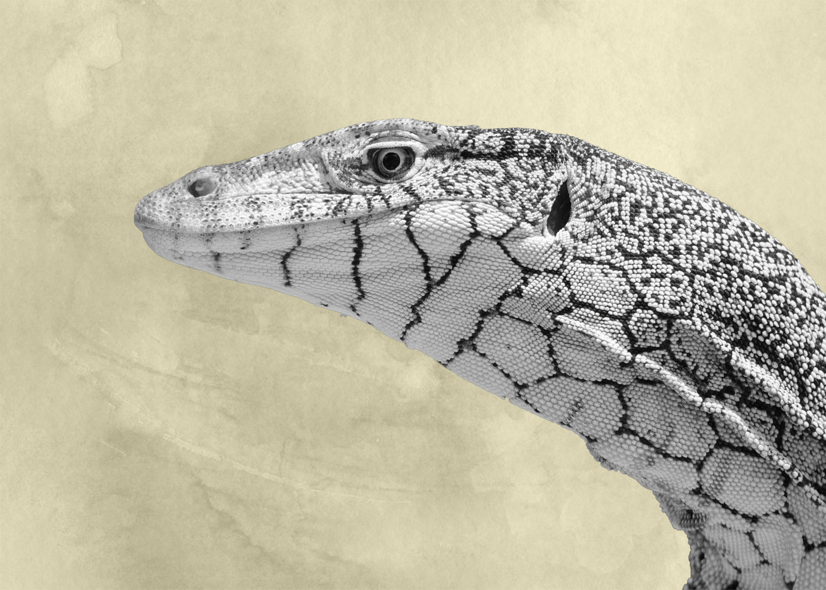 Art & Collectibles Digital Prints Prints Lizard Print Poster Kitchen ...