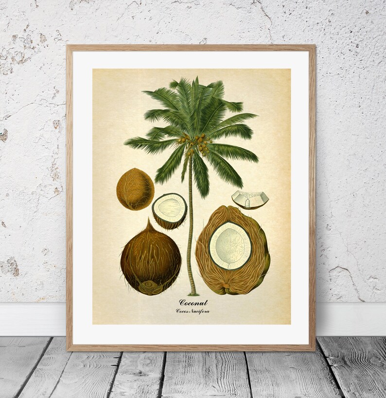 Set of 3 vintage botanical posters Palm Coconut Papaya Tree | Etsy