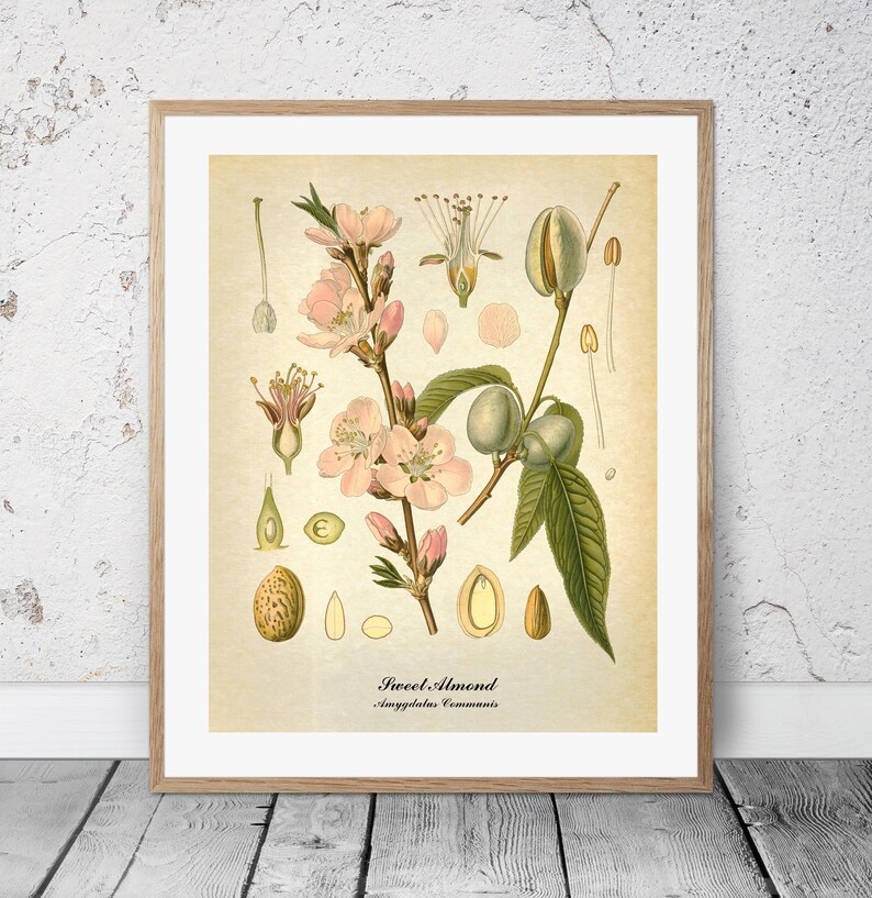 Botanical Art Set of 6 Vintage Botanical Posters Kitchen - Etsy