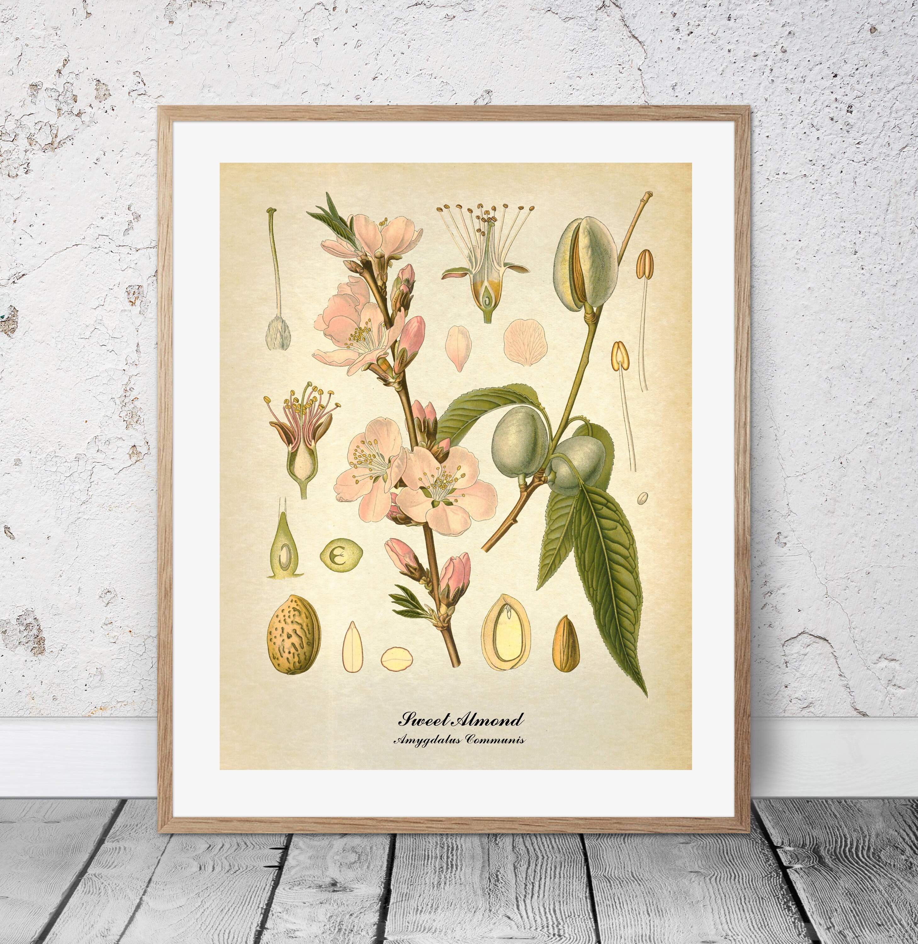 Botanical Art Set of 6 Vintage Botanical Posters Kitchen - Etsy