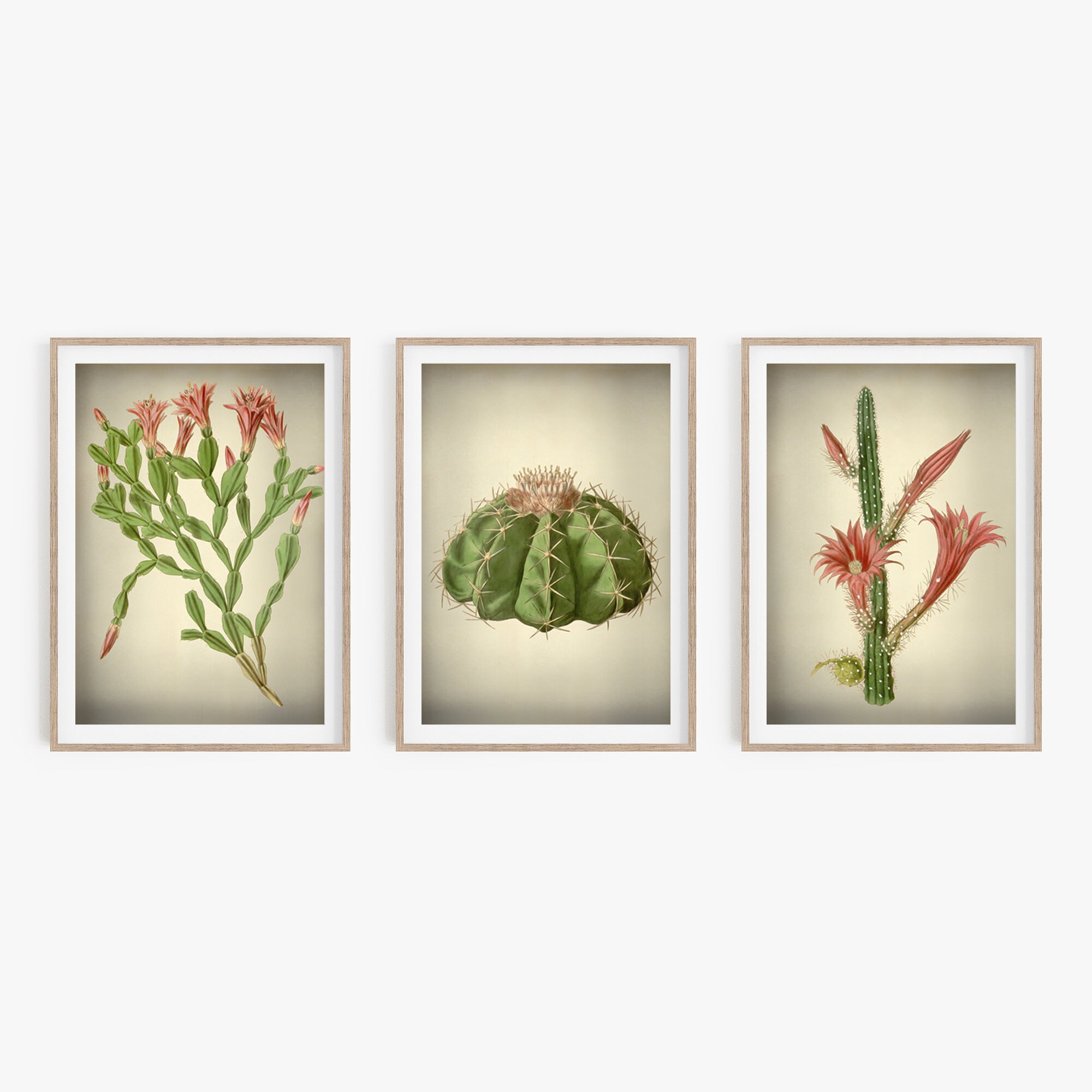 Botanical Set of 3 Vintage Cacti Posters Cactus Flower Wall - Etsy