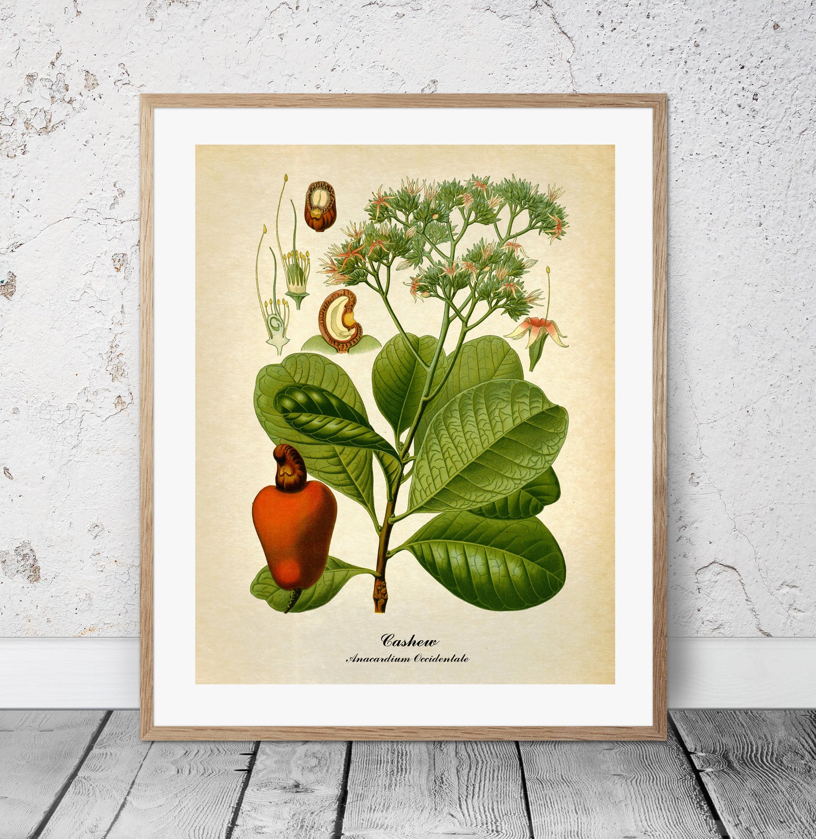 Botanical Art Set of 6 Vintage Botanical Posters Kitchen - Etsy