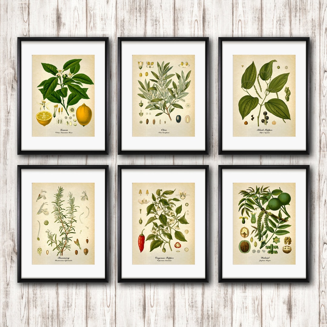 Botanical Art - Set of 6 Vintage Botanical Prints, Kitchen Wall Decor ...