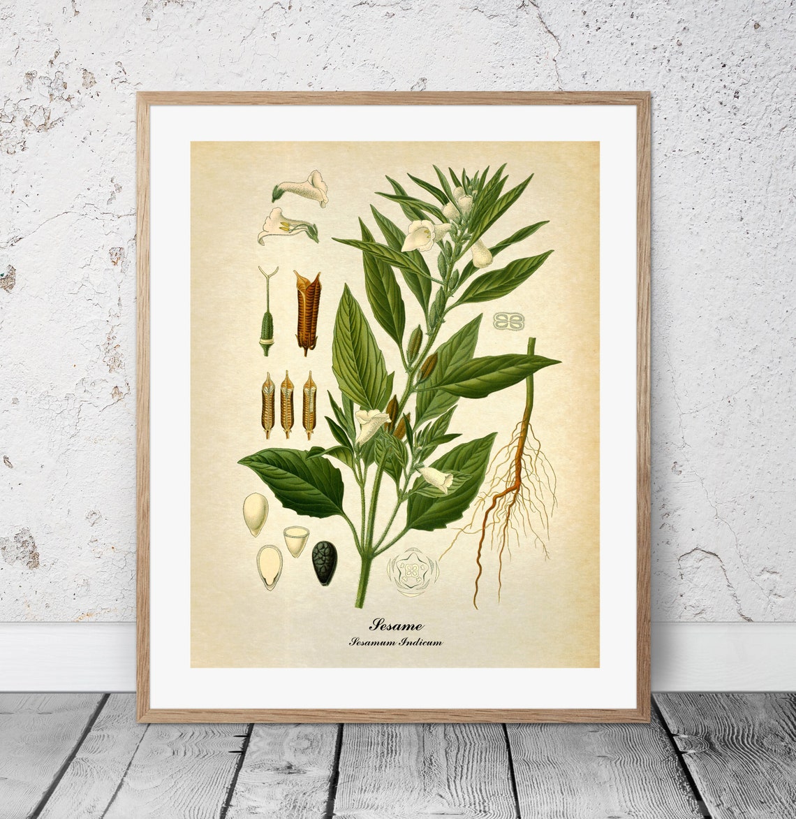 Botanical Art Set of 6 Vintage Botanical Posters Kitchen - Etsy