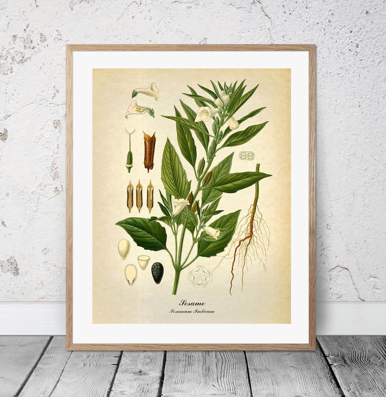 Botanical Art Set of 6 Vintage Botanical Posters Kitchen - Etsy