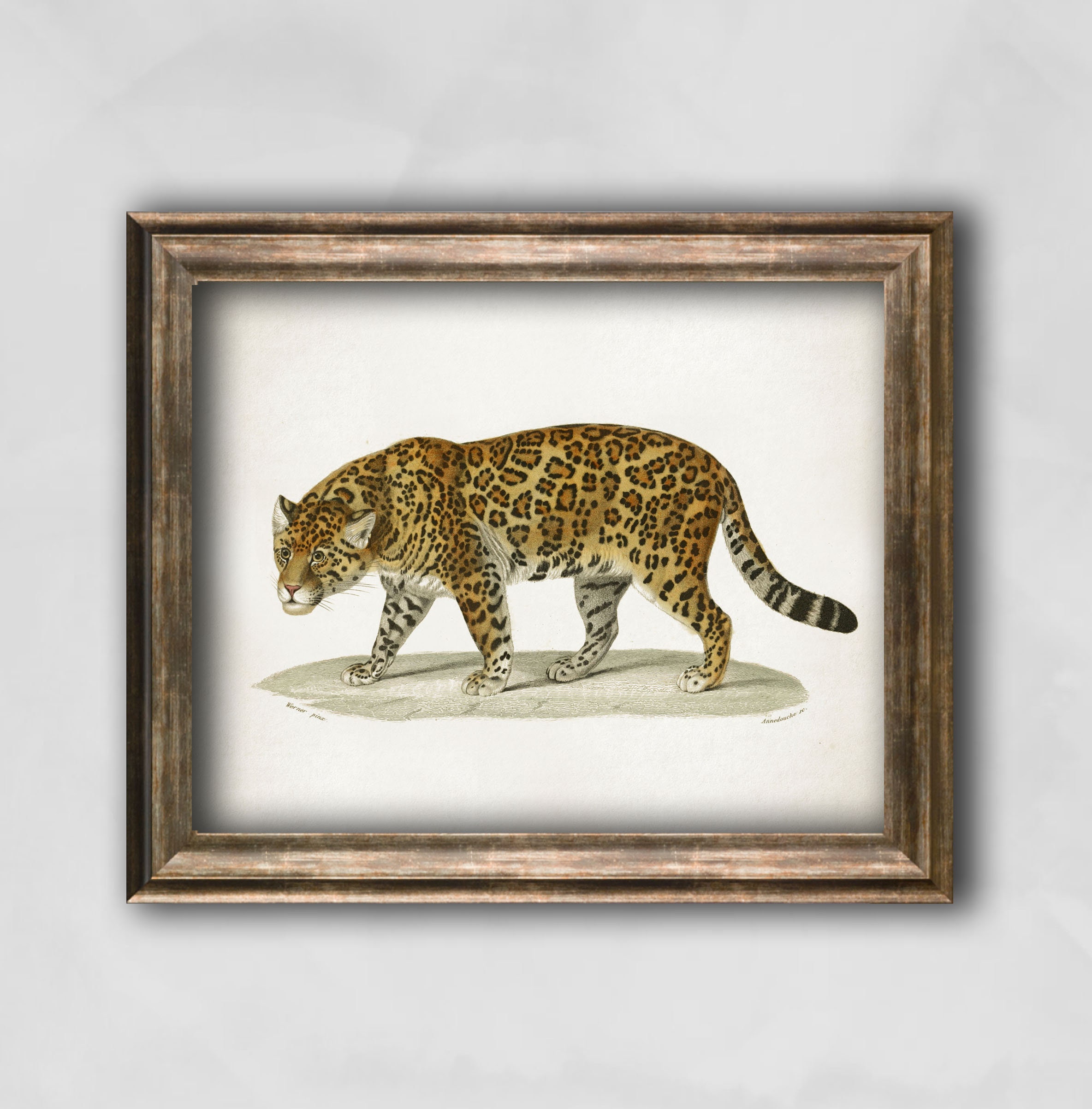 Jaguar print Vintage Animal poster Jaguar Antique poster | Etsy