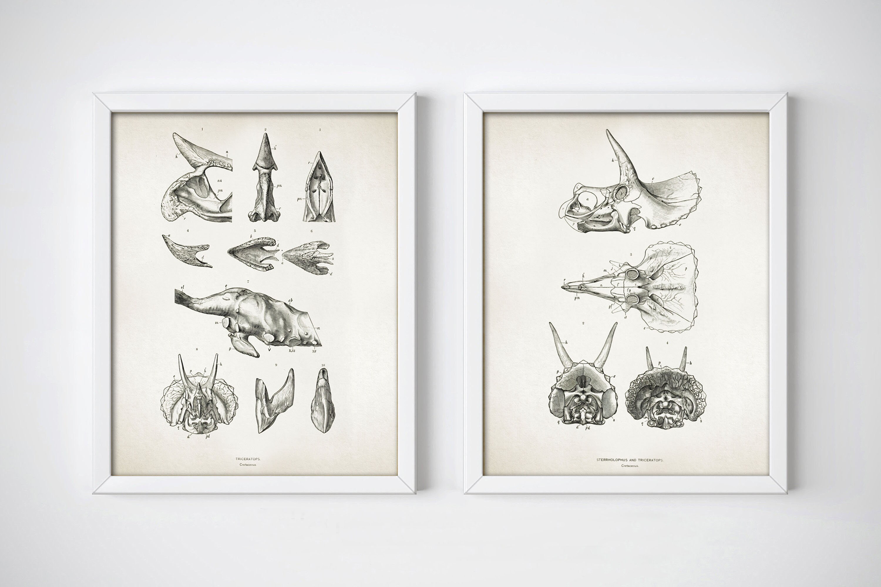 Triceratops Dinosaur Set of 2 Paleontology Posters | Etsy