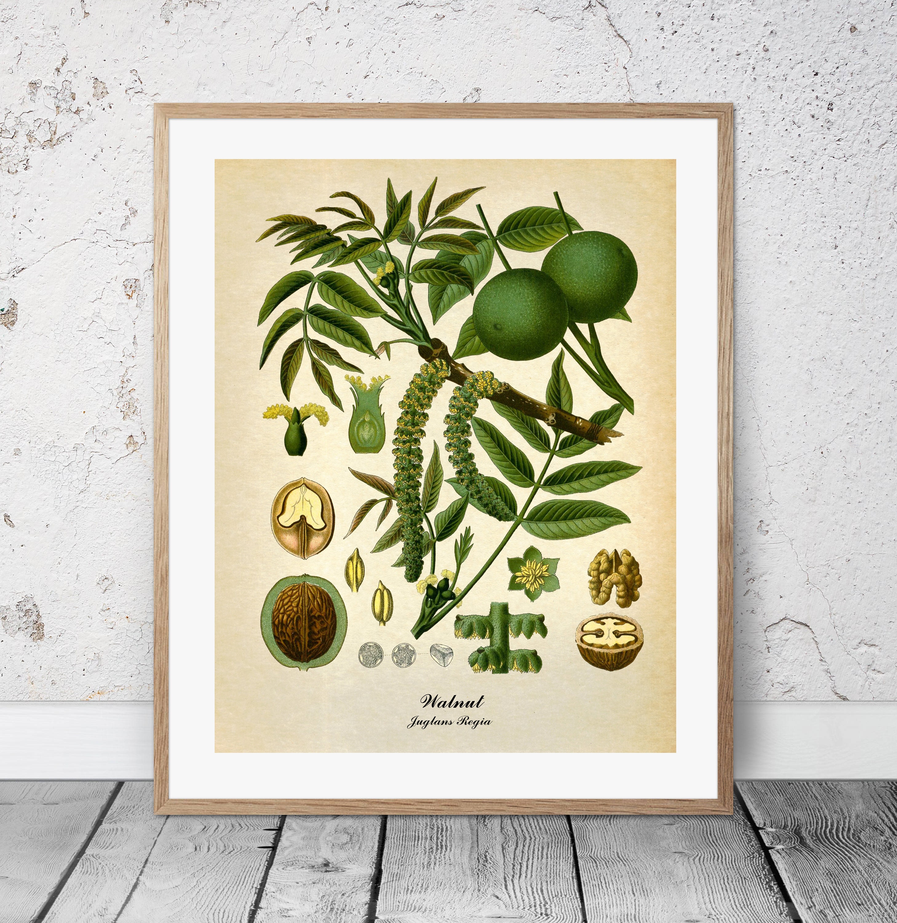 Botanical Art Set of 6 Vintage Botanical Posters Kitchen - Etsy