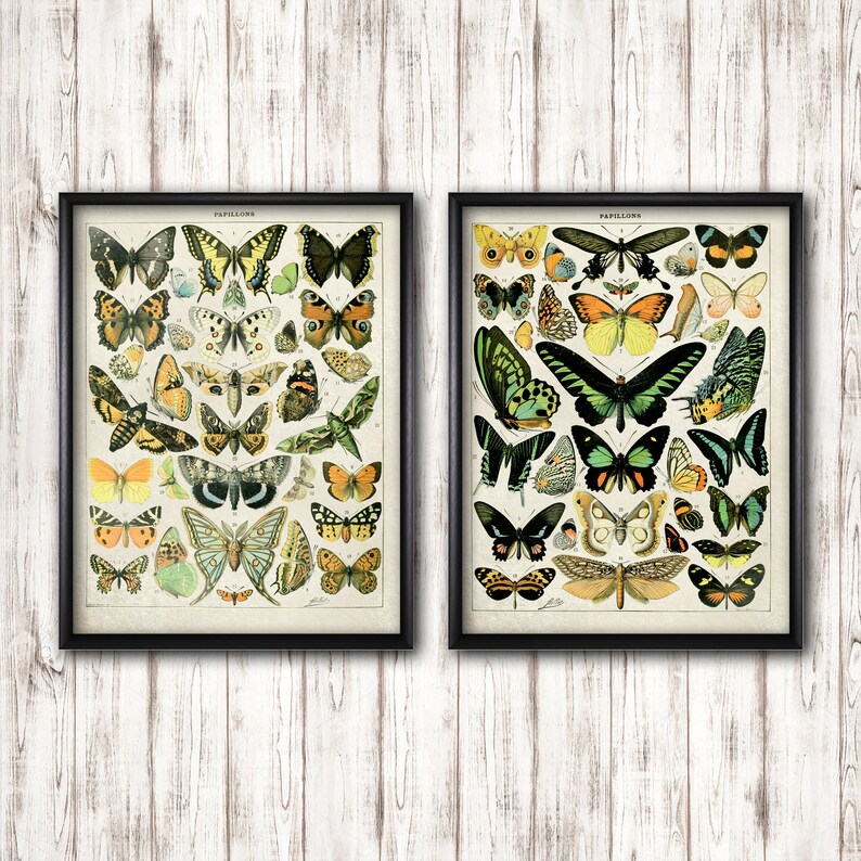 Butterfly Poster Set of 2, Vintage Butterfly Chart Print, French ...