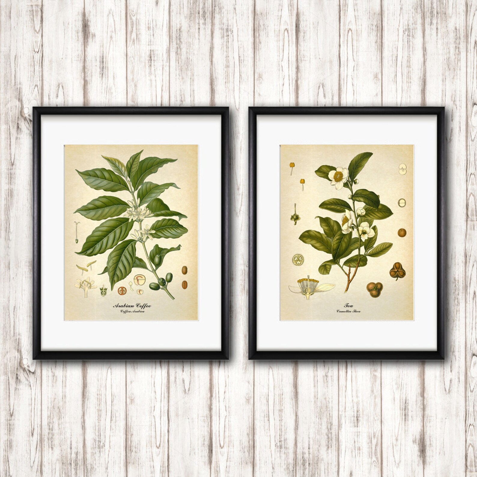 Coffee, Tea Vintage Botanical Prints Set of 2, Kitchen Wall Art, Fine ...