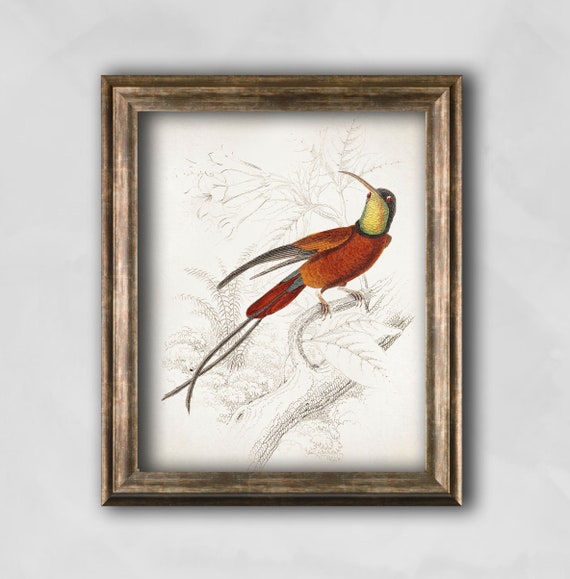 Hummingbird antique print Calibri bird poster Antique | Etsy
