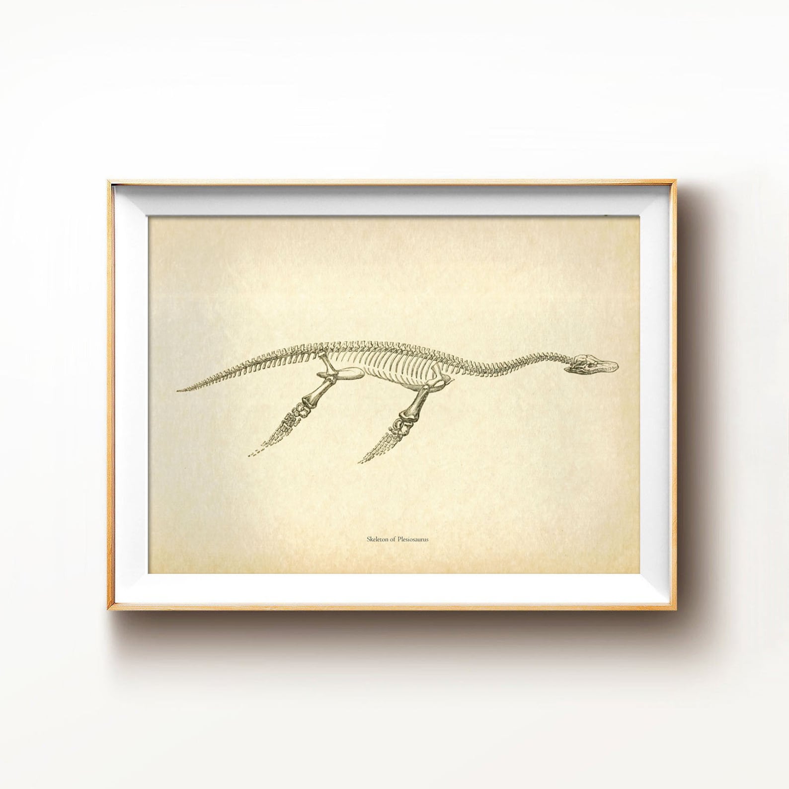 Plesiosaurus Skeleton Print, Vintage Paleontology Art - Etsy