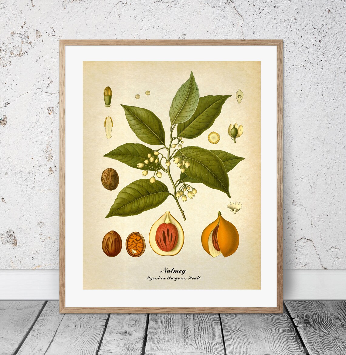 Botanical Art Set of 12 Vintage Botanical Prints Kitchen Wall | Etsy