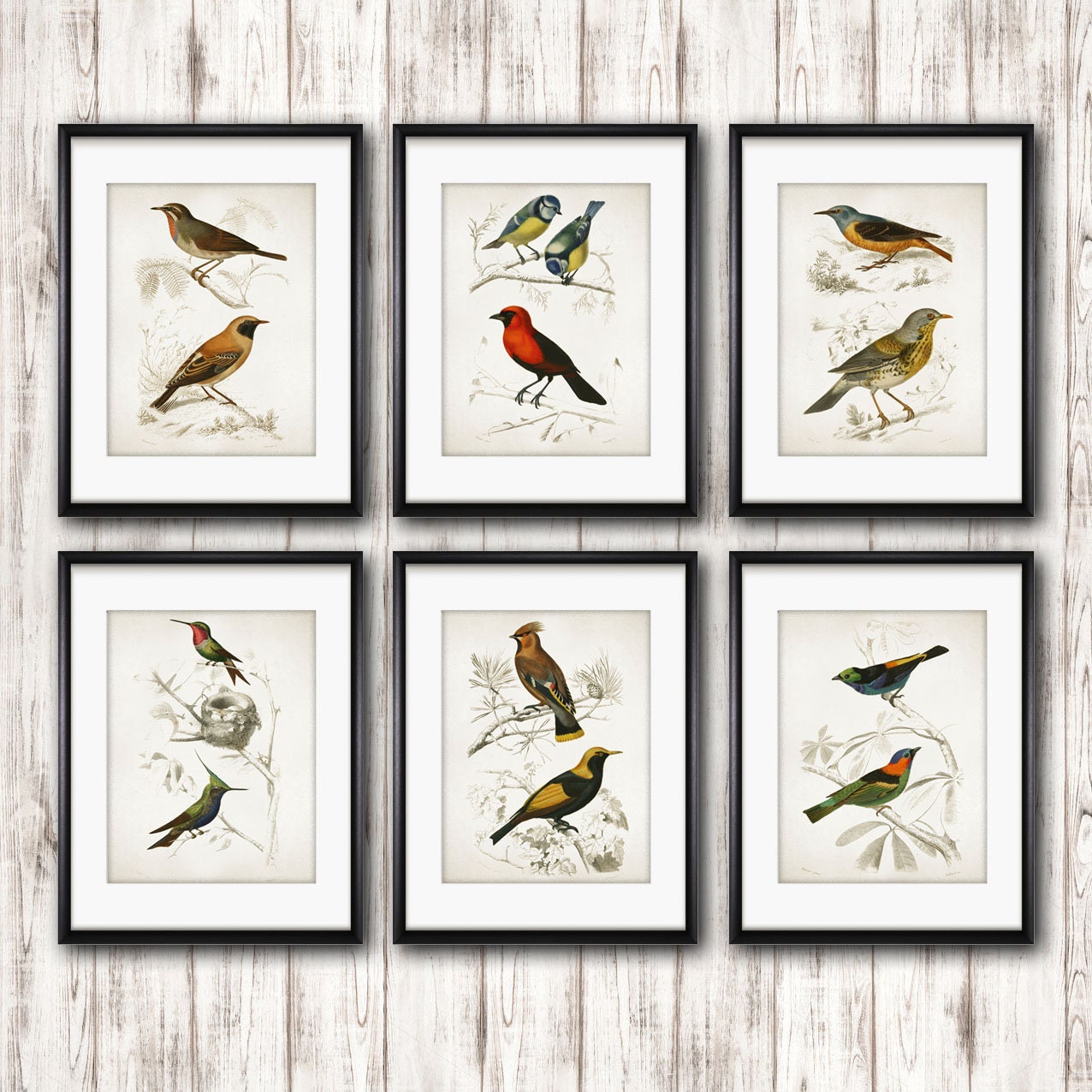Antique Bird Prints - Set of 6 Ornithology Wall Decor - Etsy
