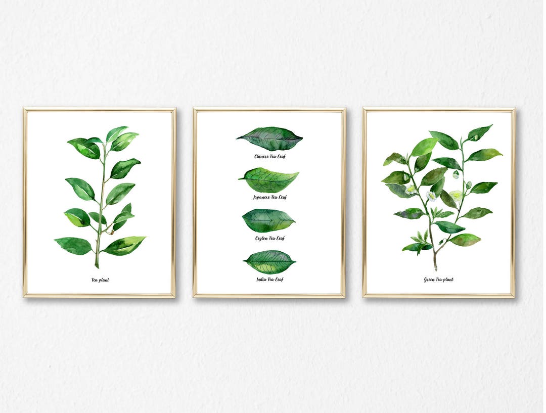 Tea - Set of 3 Watercolor Botanical Illustrations, Tea Plants, Tea ...
