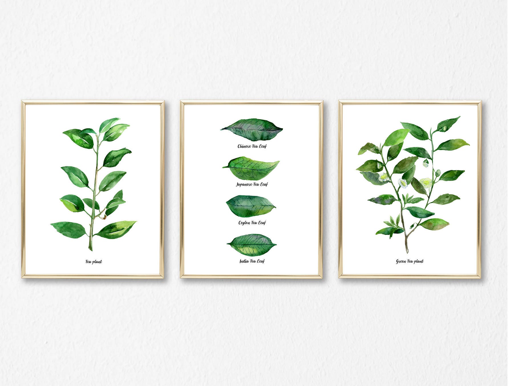 Tea Set of 3 Watercolor Botanical Illustrations Tea Plants | Etsy