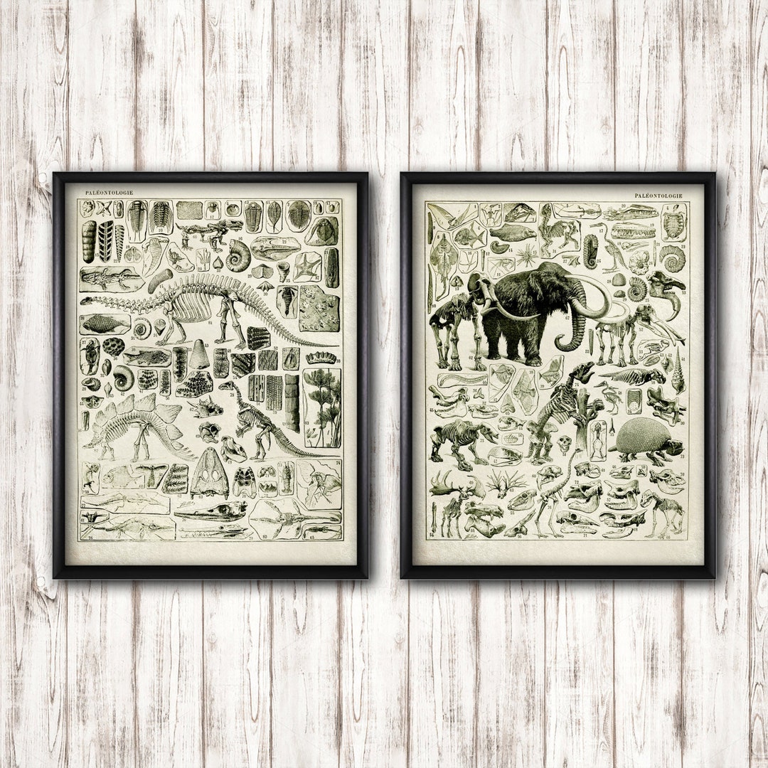 Vintage Paleontology Posters Set, Dinosaur & Fossil Wall Art - Etsy