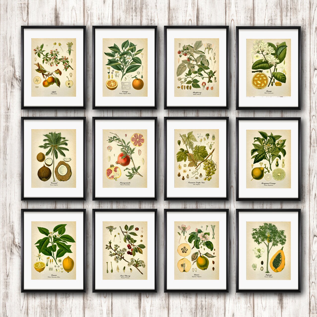 Botanical Art set of 12 Fruits vintage botanical prints | Etsy