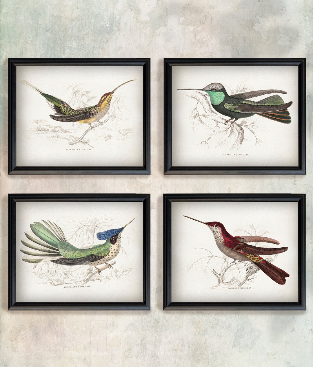 Láminas vintage de colibríes: arte mural de ornitología antigua - Etsy ...