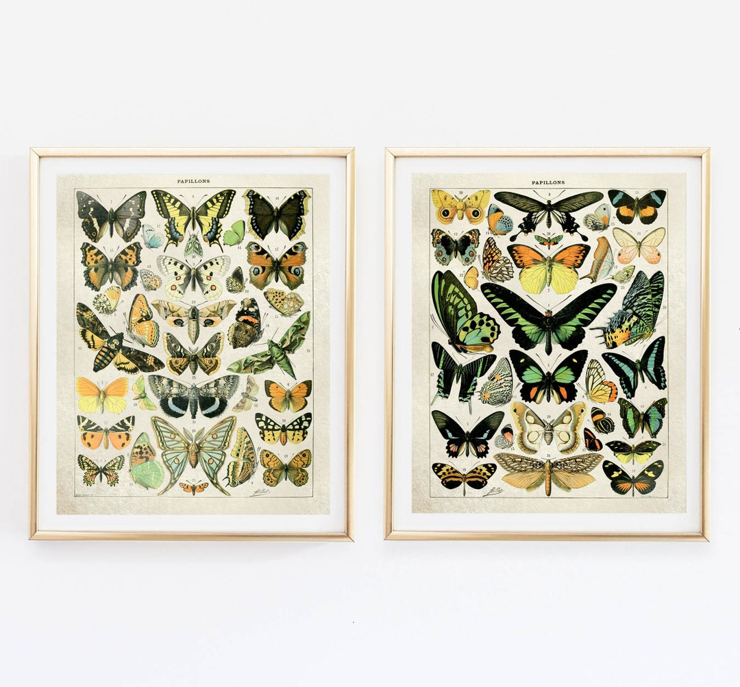 Butterfly Poster Set of 2, Vintage Butterfly Chart Print, French ...