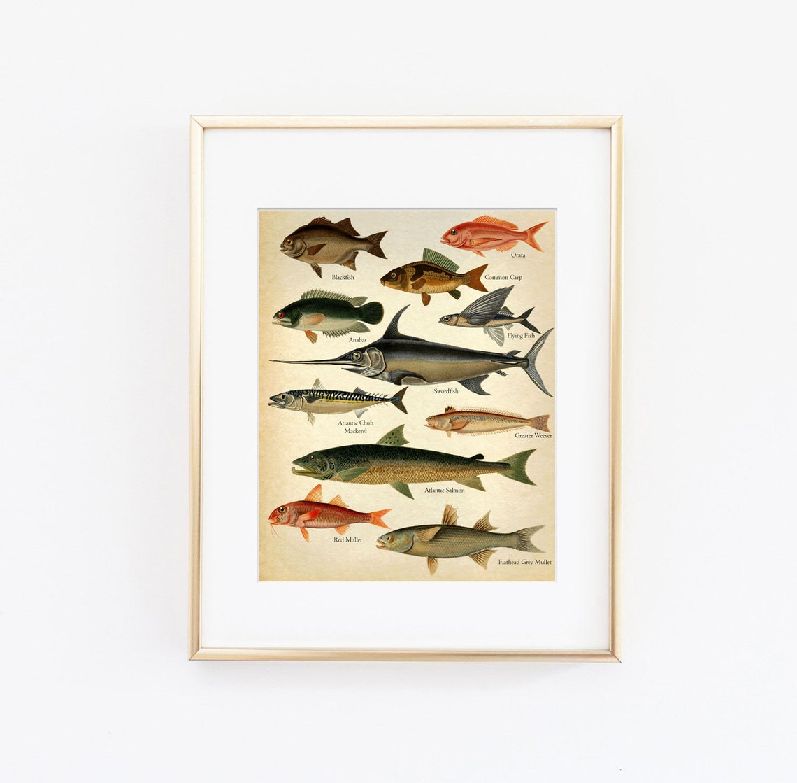 Fishing Vintage Print Fish Species Art Poster Ocean Fish - Etsy