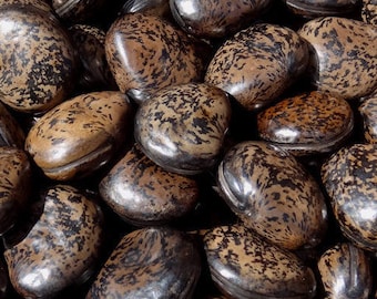 50 Grams of Bull's Eye mucuna Interrupta or About 5 | Etsy