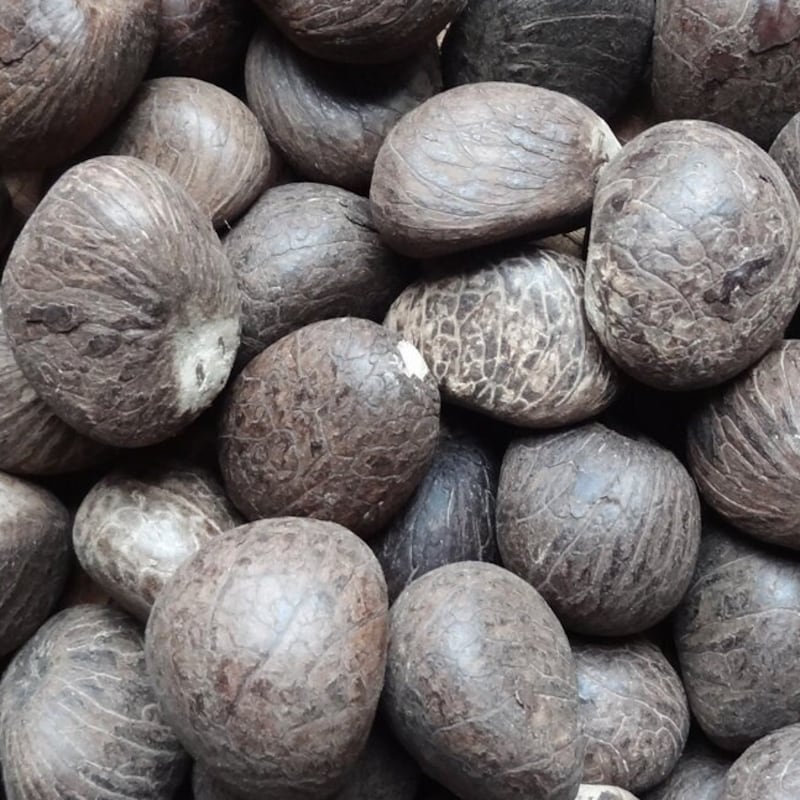 Vegetable Ivory - Etsy