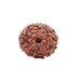 25 Grams of Red Seeds adenanthera Pavonina or Approximately 96 Seeds ...