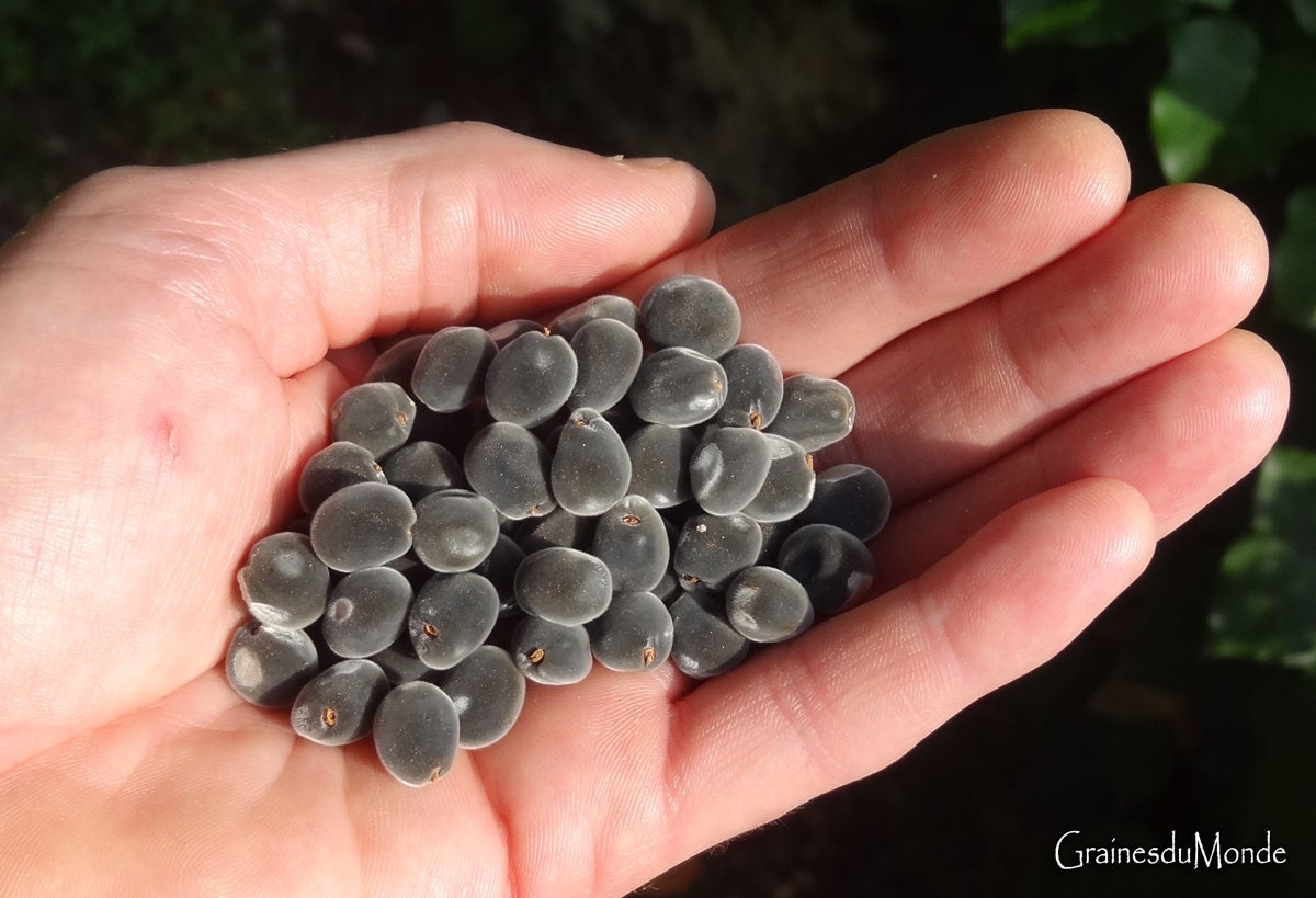 25 grams of mgambo tree seeds (Majidea zanguebarica) or about 70 seeds