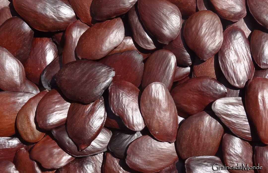 50 Grams of Mubala Seeds pentaclethra Macrophylla or About 4 - Etsy