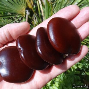 100 Grams of Entada Rheedii Seeds. 4 Shiny, Undrilled Seeds Collected ...