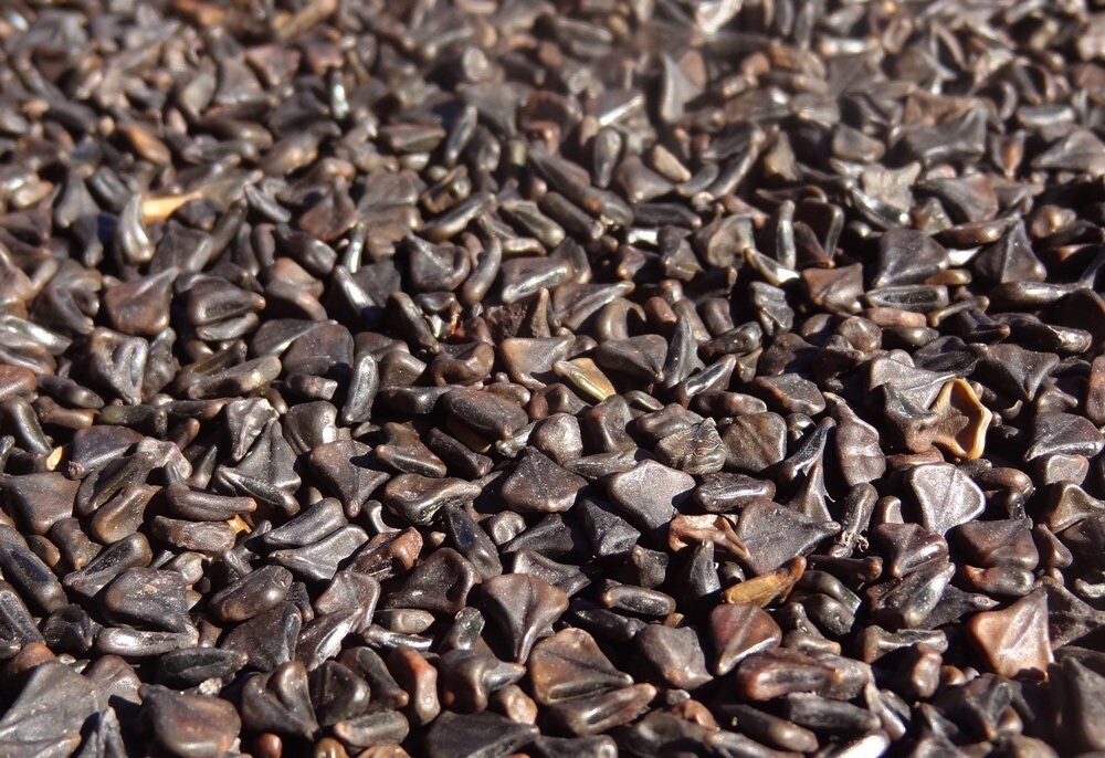 25 grams of Candletree seeds (Senna alata) or about 650 seeds, not pierced