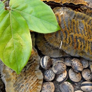 50 Grams of Bull's Eye mucuna Interrupta or About 5 Shiny Seeds, Not ...
