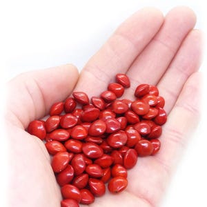 25 Grams of Red Seeds (adenanthera Pavonina) or Approximately 90 Seeds ...