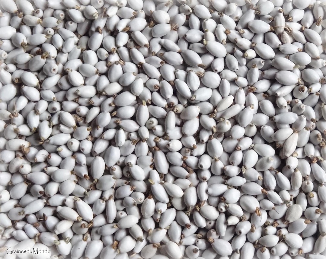10 Grams of Small Job's Tears (coix Lacryma Jobi) or About 200 Seeds ...