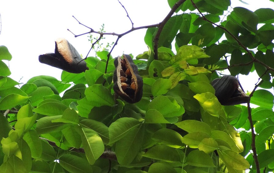 50 Grams of Beng Seeds afzelia Xylocarpa or About 5 Seeds - Etsy