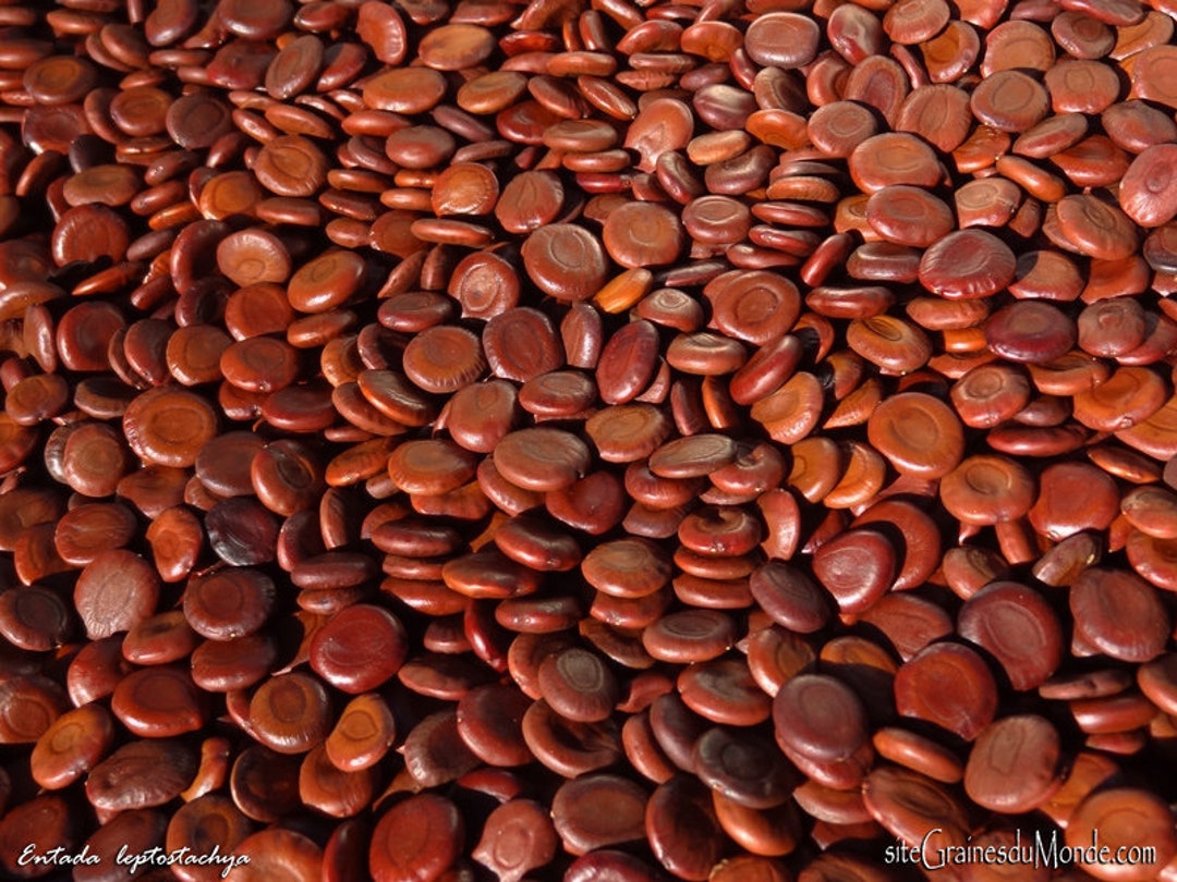 25 Grams of Sikidy Seeds (entada Leptostachya) or About 45 Seeds - Etsy
