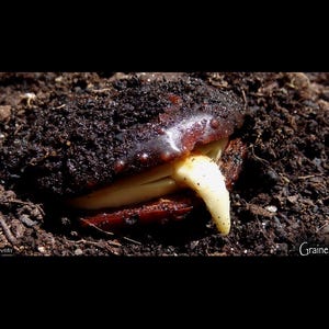 100 Grams of Entada Rheedii Seeds. 4 Shiny, Undrilled Seeds Collected ...