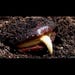 100 Grams of Entada Rheedii Seeds. 4 Shiny, Undrilled Seeds Collected ...
